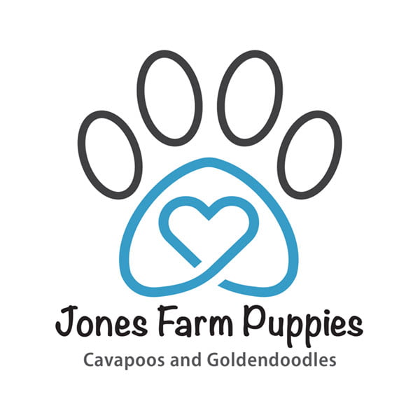 Common Cavapoo Behavior Problems and How to Fix Them