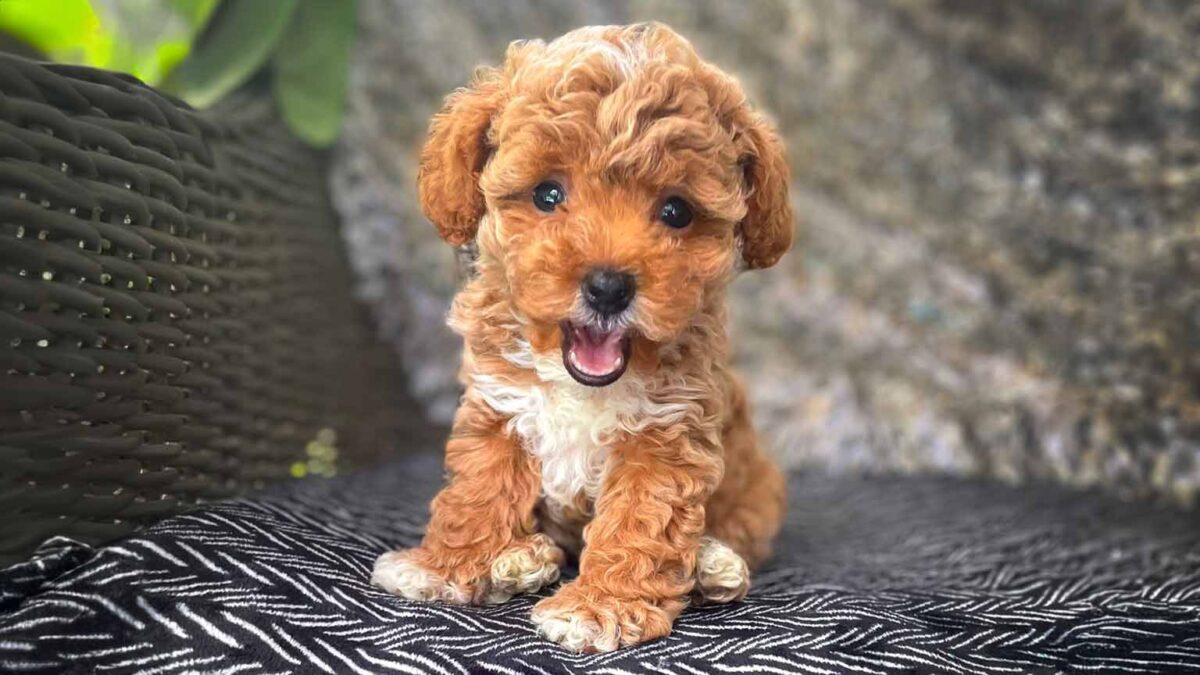 Mini Cavapoo: A Complete Guide