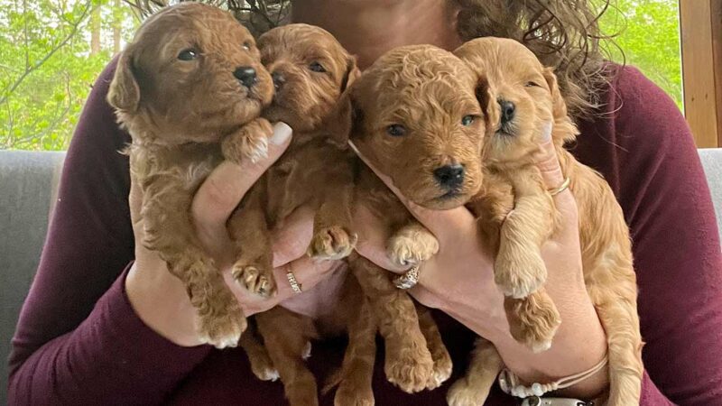 Cavapoo Size: Understanding How Big Cavapoos Get