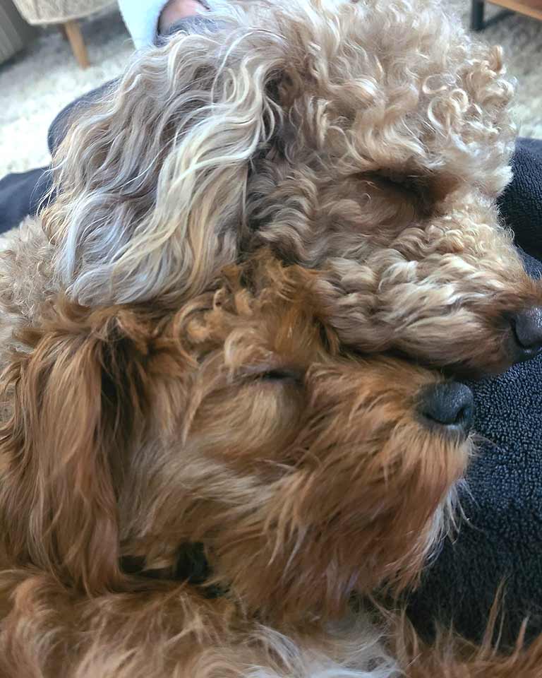 Hypoallergenic Cavapoos: Guide to Allergy-Friendly Living