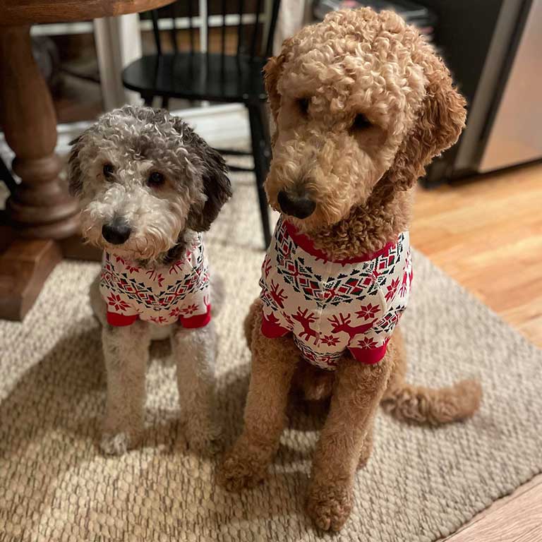 Hypoallergenic Cavapoos: Guide to Allergy-Friendly Living