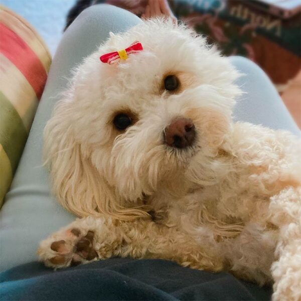 Hypoallergenic Cavapoos: Guide to Allergy-Friendly Living