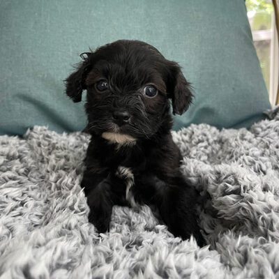 Cavapoos Texas | Best Cavapoo Breeders in TX