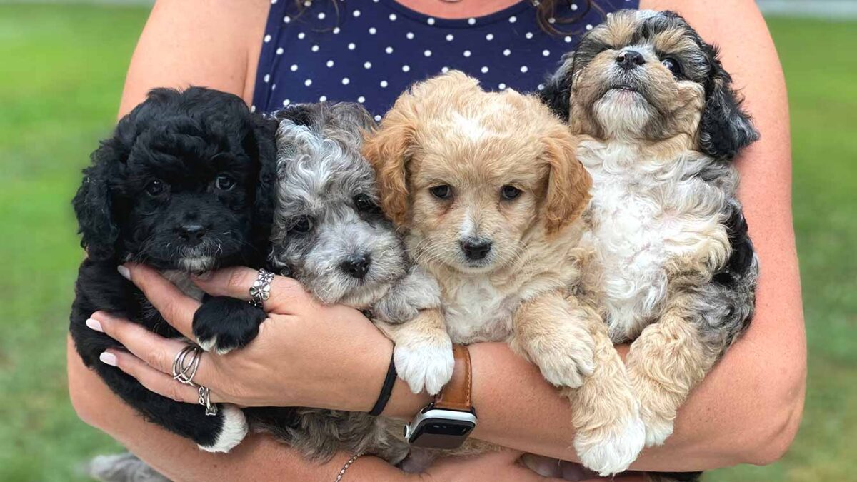 Cavapoo vs. Maltipoo: Comparing Two Adorable Breeds