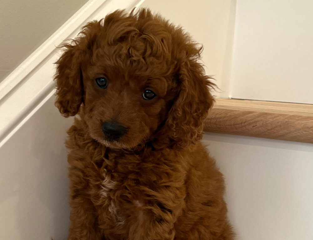 Cavapoo Size: Understanding How Big Cavapoos Get