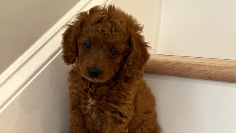 Havapoo Vs Cavapoo: Which Breed Is Right For You?