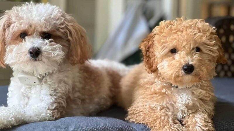 Health Testing - Jones Farm Puppies | Nationwide Delivery Available