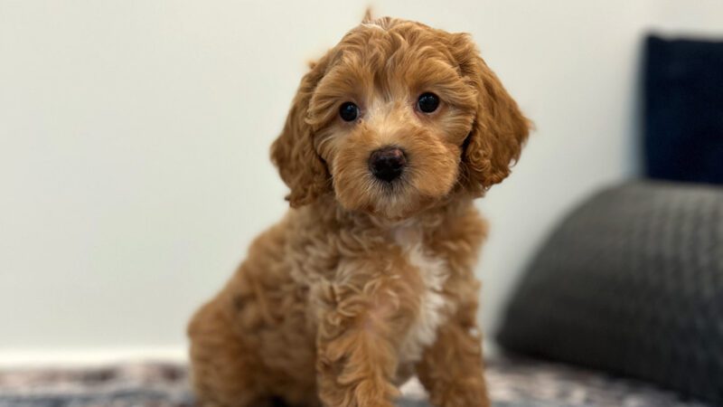 What Is a Cavapoo? Complete Guide to This Loving Breed