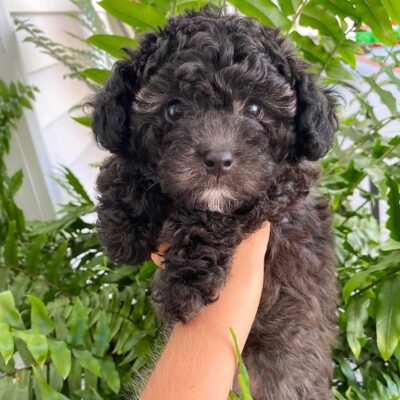 The Beauty Of Black Cavapoos: A Complete Guide