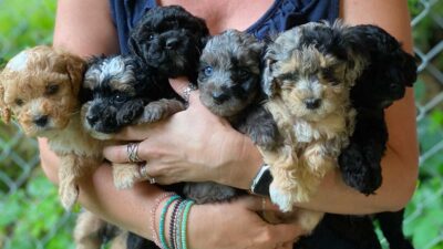 Cavapoo Colors: A Simple Guide to Their Beautiful Variety