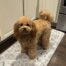 Popular Cavapoo Haircuts: Styles and Grooming Tips