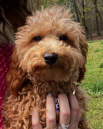 Popular Cavapoo Haircuts: Styles and Grooming Tips