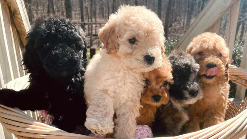 Cavapoo vs Goldendoodle: Which Makes the Better Family Pet?