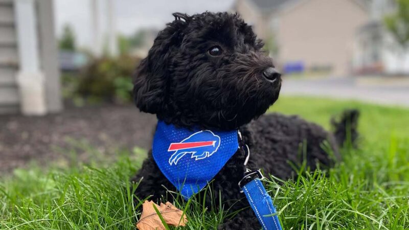 Cavapoo for Adoption: How to find the perfect companion