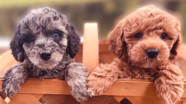 Cavapoo Pros and Cons: Is This the Right Dog for You?