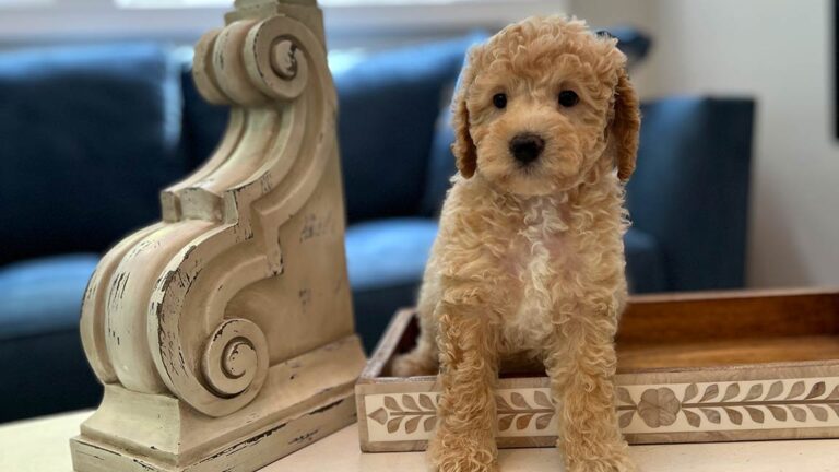 Cavapoo Pros and Cons: Is This the Right Dog for You?