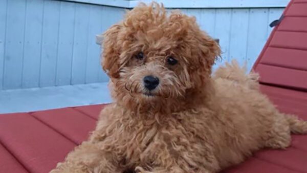 Cavapoo Shedding: What to Expect and How to Manage It