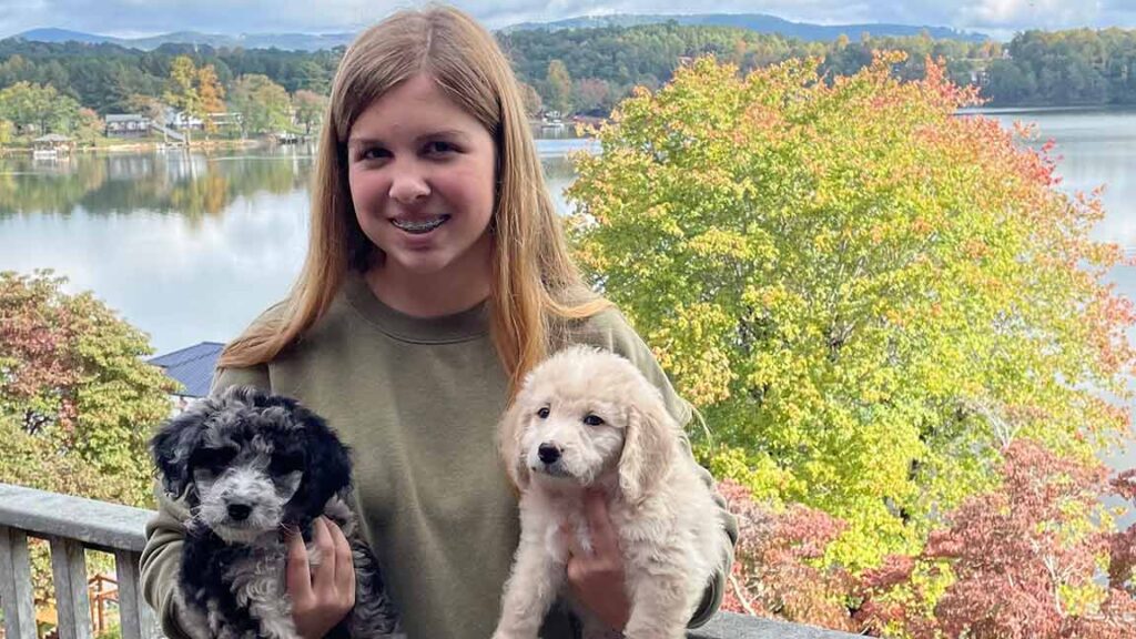 Cavapoo Shedding: What to Expect and How to Manage It