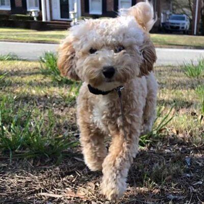 Cavapoo Shedding: What to Expect and How to Manage It