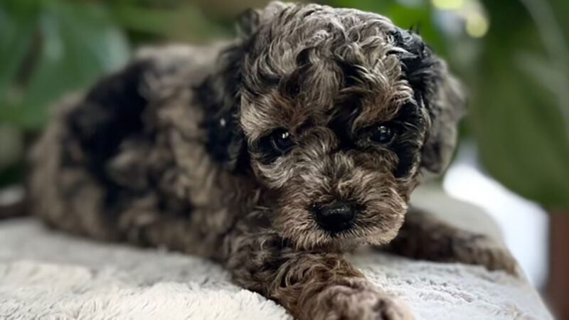 Merle Cavapoo: A Rare and Beautiful Coat