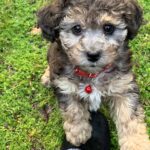 Merle Cavapoo: A Rare and Beautiful Coat
