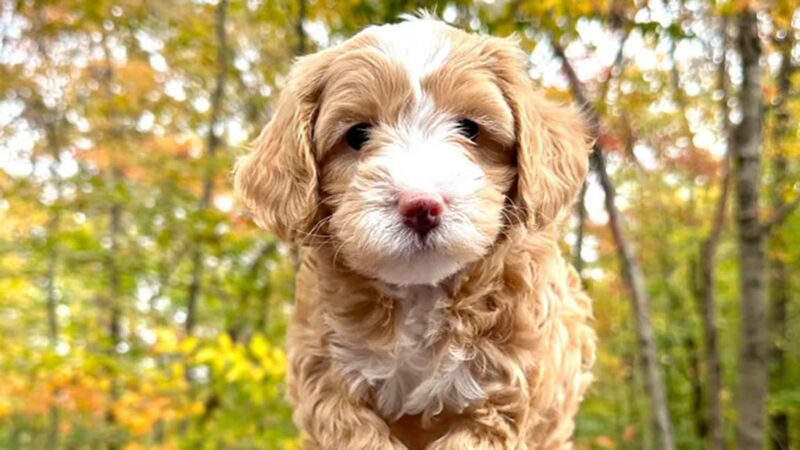 Cavapoos Oregon, Best Cavapoo Breeders in OR