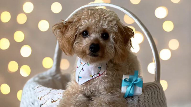 Common Cavapoo Behavior Problems and How to Fix Them