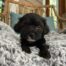 Cavapoos for Sale in Michigan - Cavapoo Breeders MI