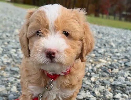 Cavapoo Colors: A Simple Guide to Their Beautiful Variety