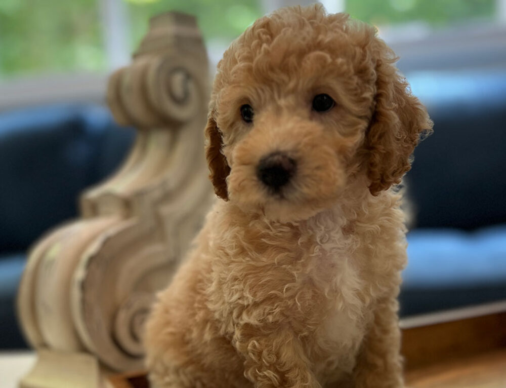 Merle Cavapoo: A Rare and Beautiful Coat