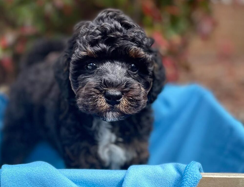 Merle Cavapoo: A Rare and Beautiful Coat