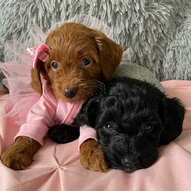 Cavapoos: Best Small Dog Breeds For Sale