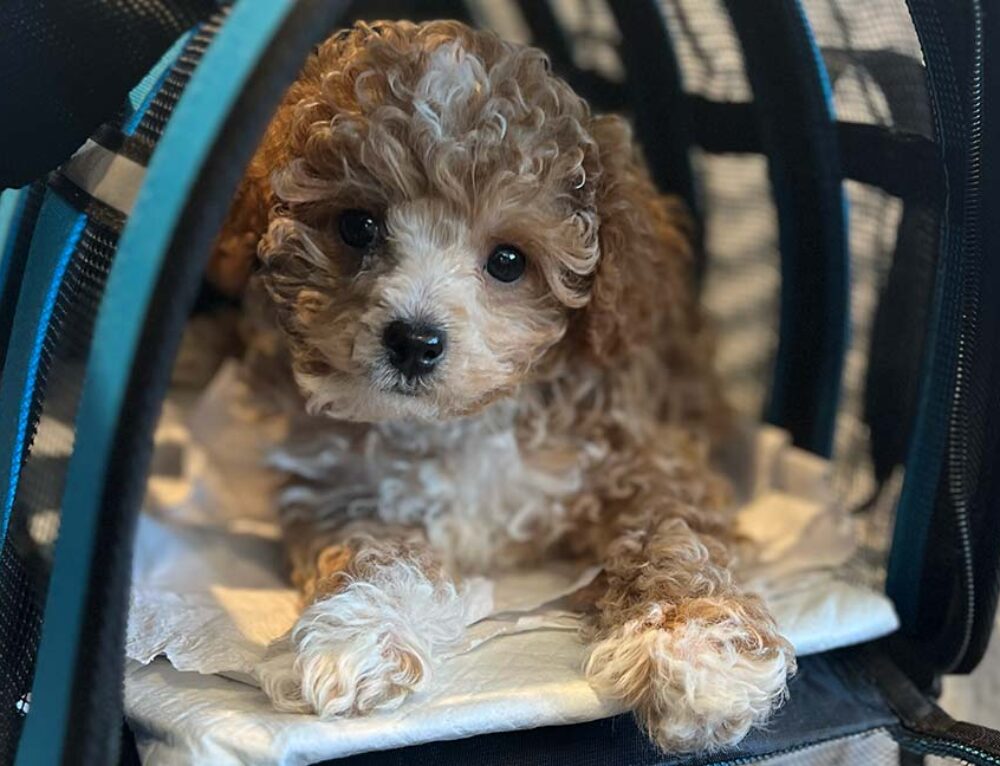 Cavapoo Pros and Cons: Is This the Right Dog for You? - Jones Farm ...