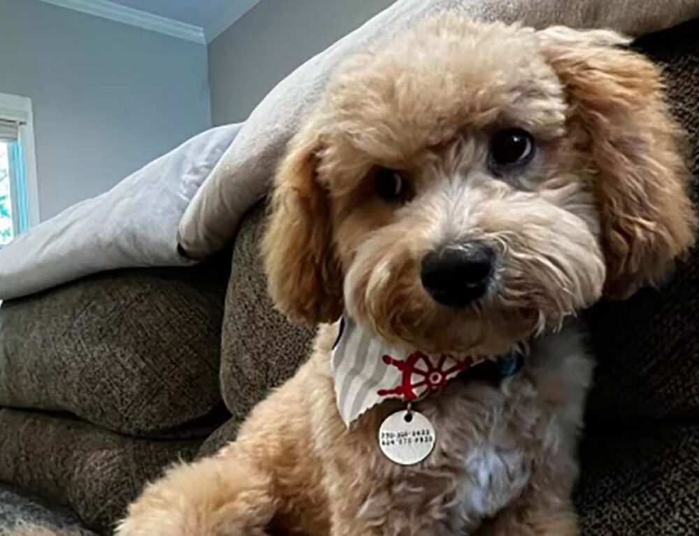 Cavapoo Colors: A Simple Guide to Their Beautiful Variety