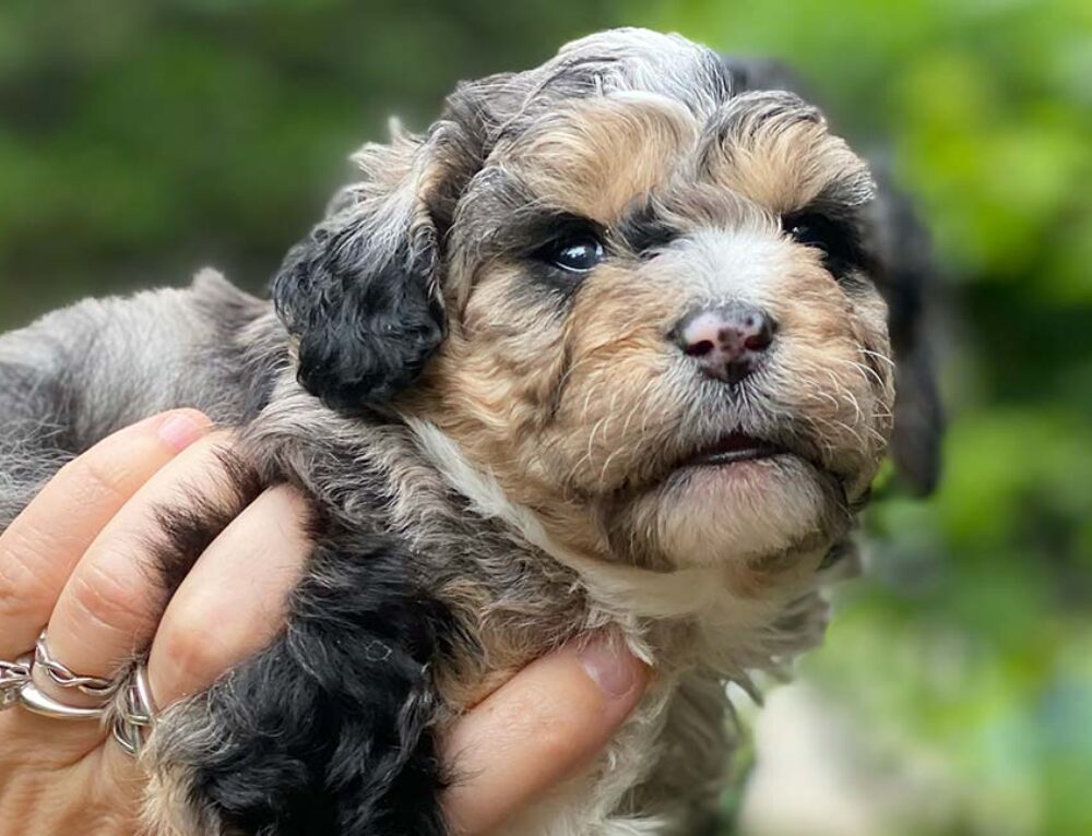 Cavapoo Colors: A Simple Guide to Their Beautiful Variety