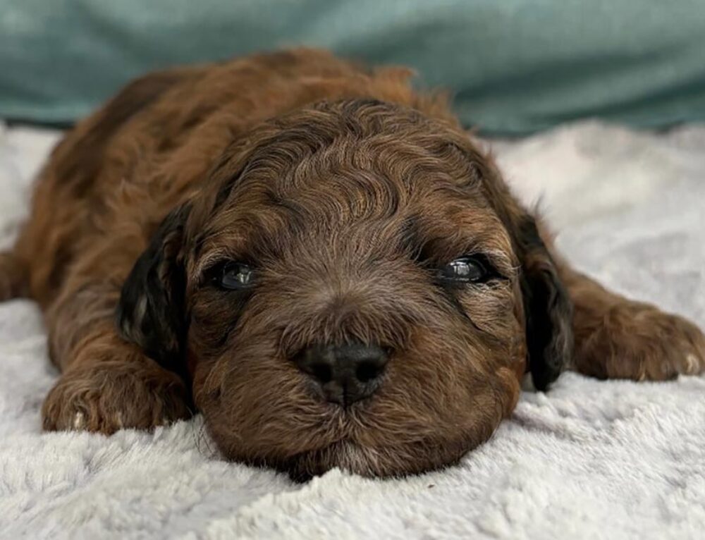 Common Cavapoo Behavior Problems and How to Fix Them