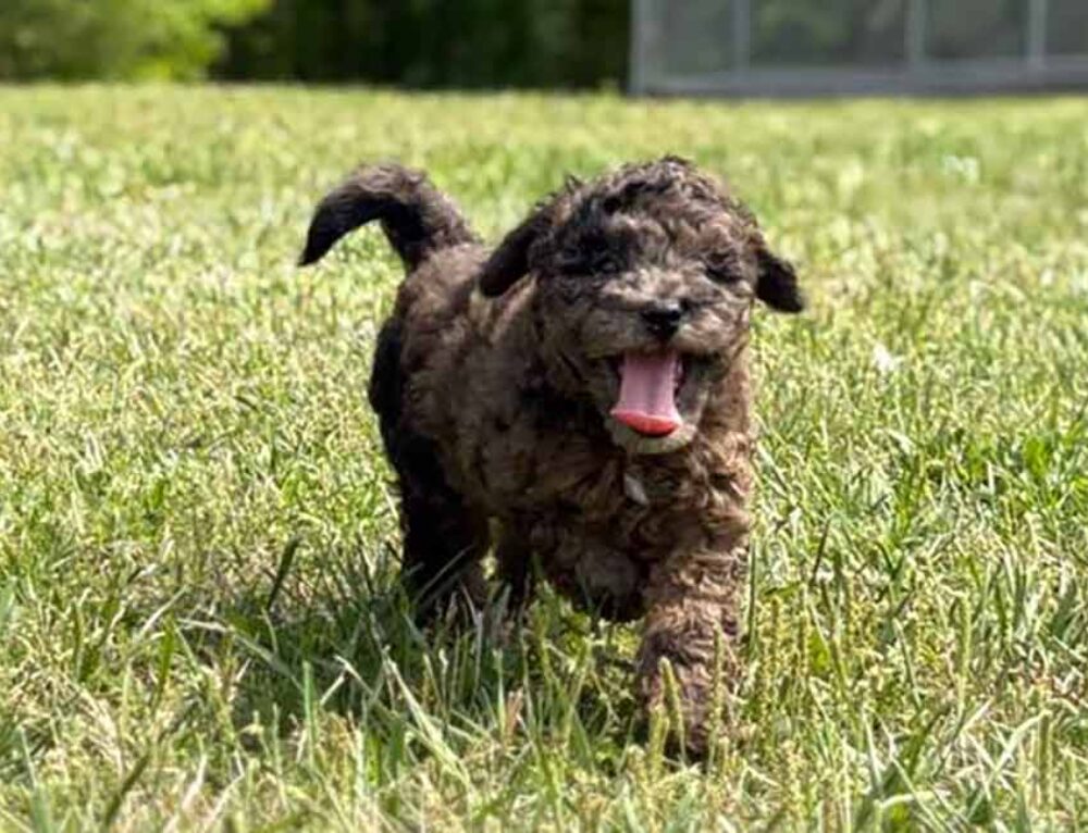 Merle Cavapoo: A Rare and Beautiful Coat