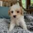 What Is a Cavapoo Mixed With? A Complete Breed Guide