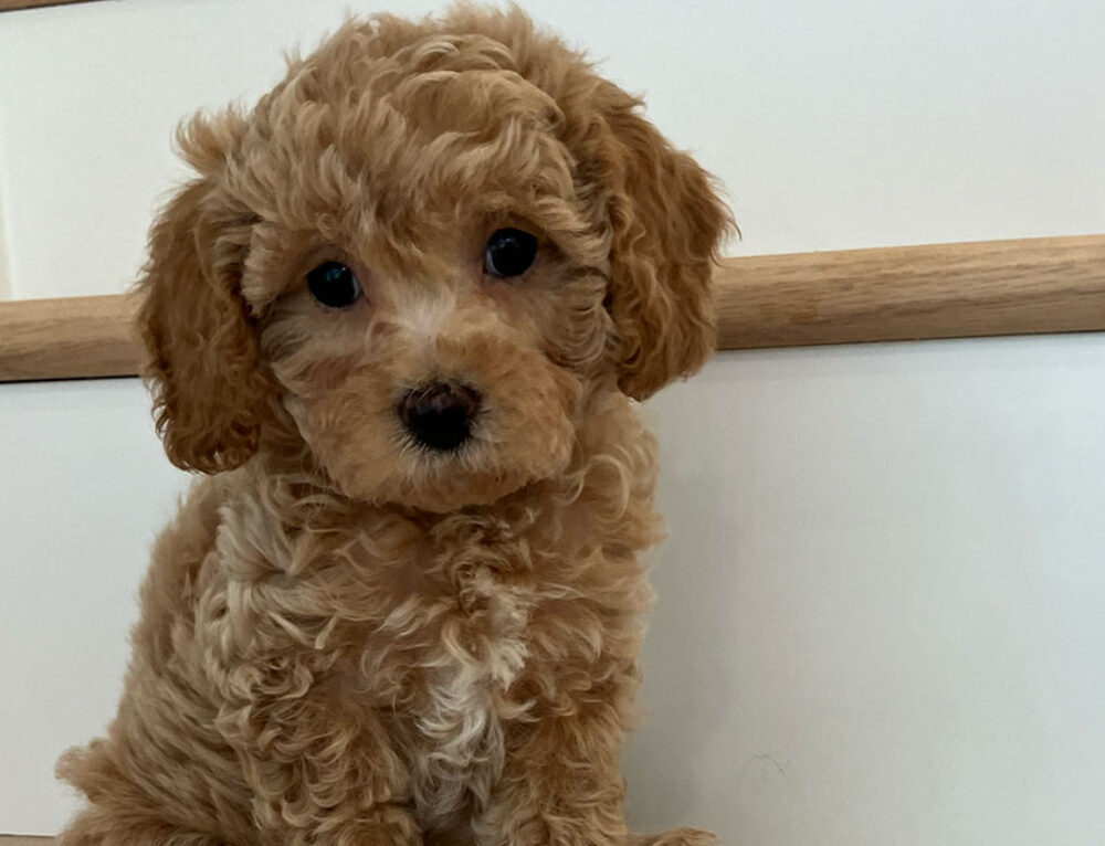 Merle Cavapoo: A Rare and Beautiful Coat