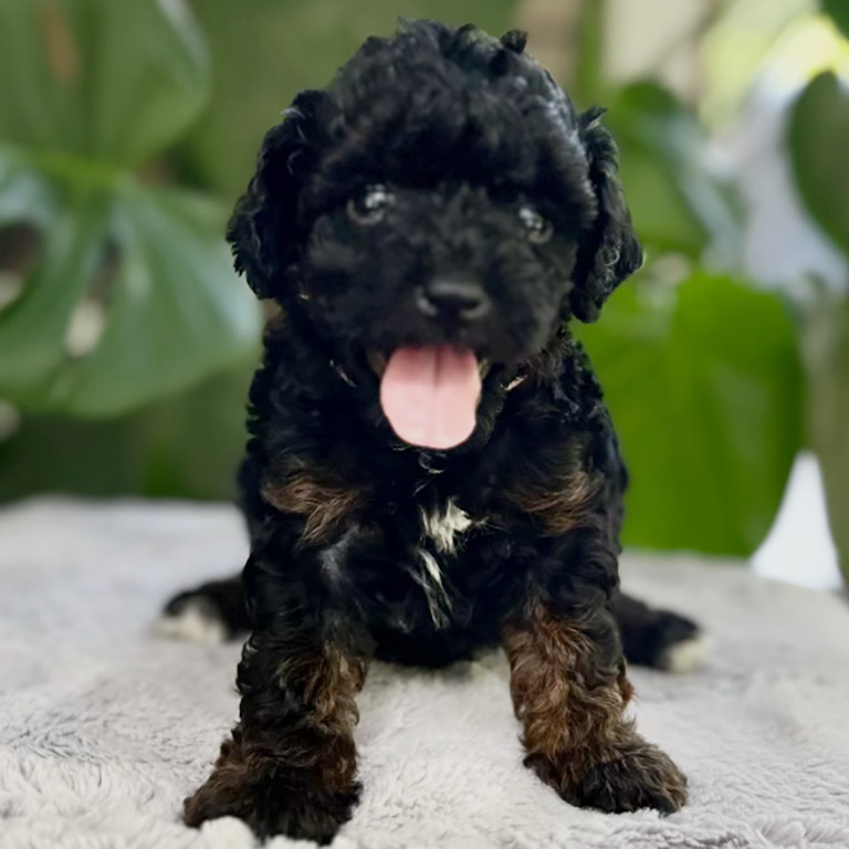 Why Do Dogs Bark? Understanding the Woofs, Yaps, and Ruffs