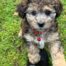 What Is a Blue Merle Cavapoo, and Are They Rare?