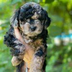 What Is a Blue Merle Cavapoo, and Are They Rare?