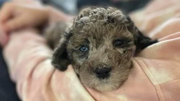 What Is a Blue Merle Cavapoo, and Are They Rare?