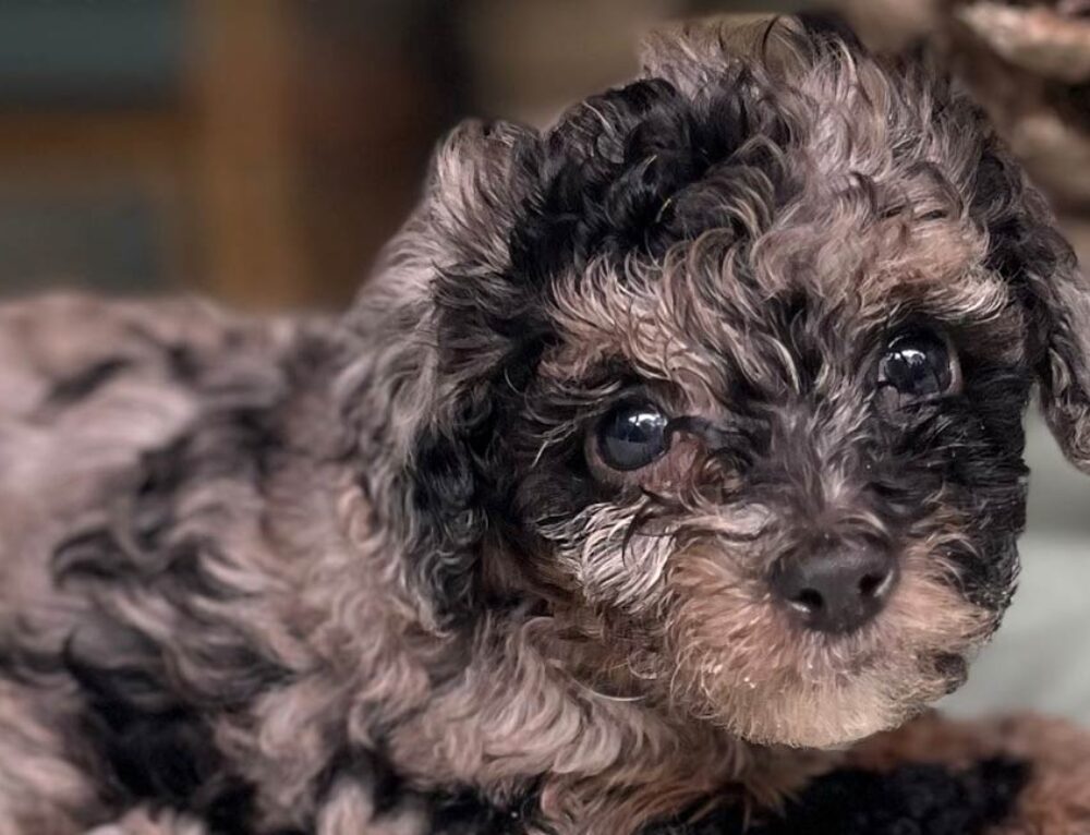 What Is a Cavapoo Mixed With? A Complete Breed Guide