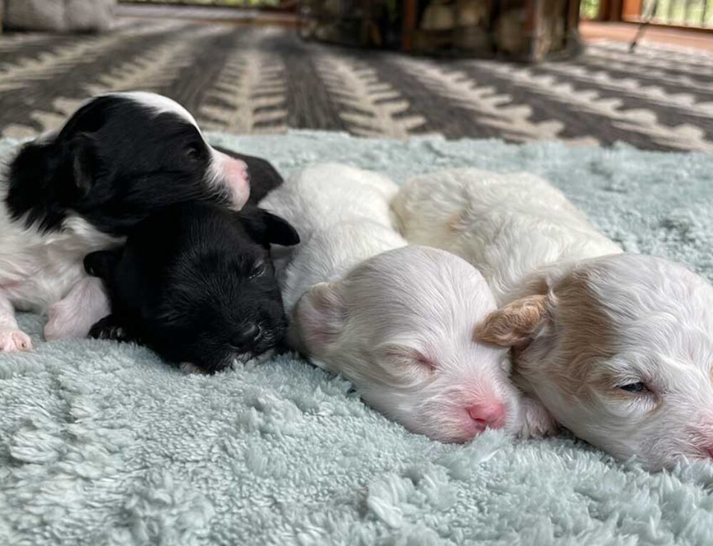 Merle Cavapoo: A Rare and Beautiful Coat