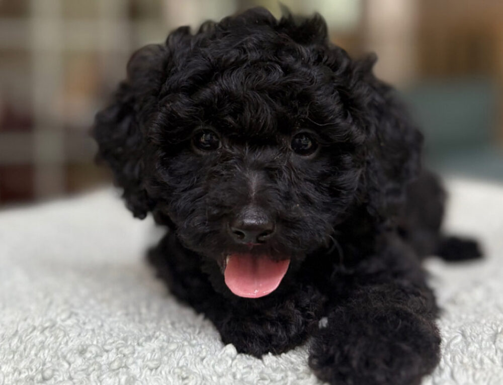 The Beauty Of Black Cavapoos: A Complete Guide