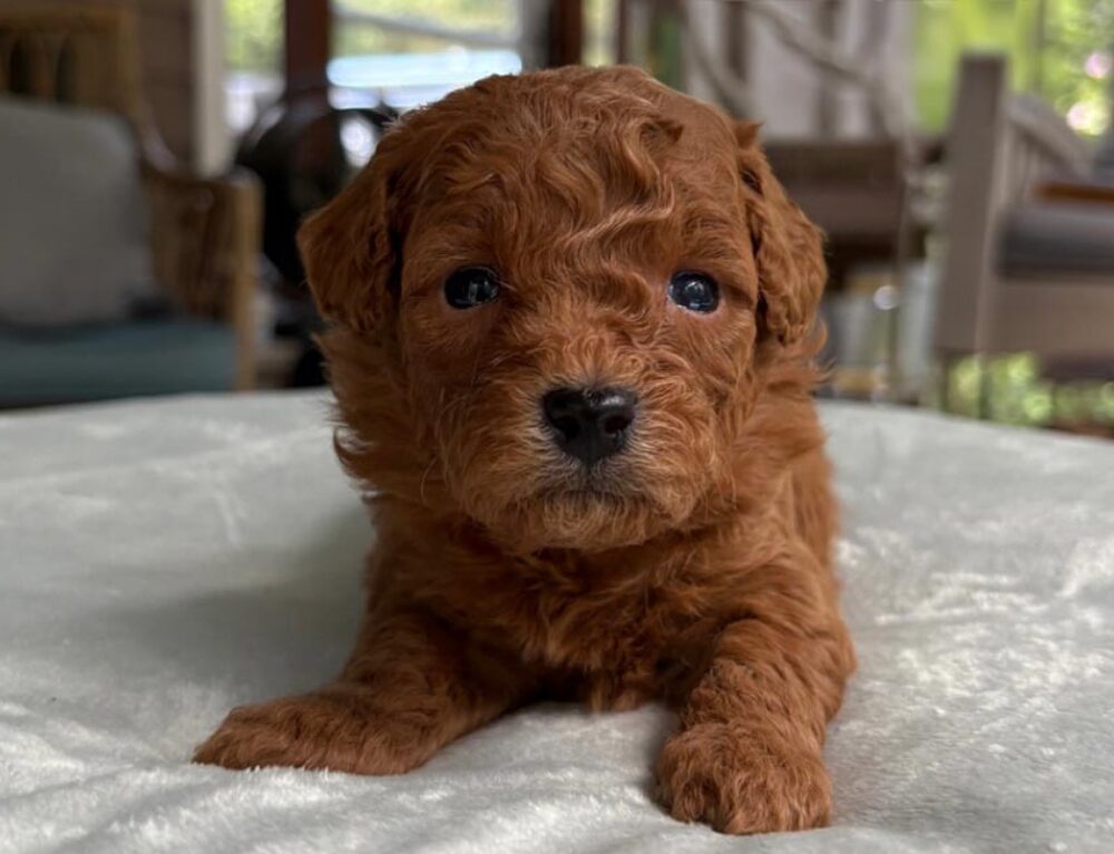 What Is a Cavapoo Mixed With? A Complete Breed Guide