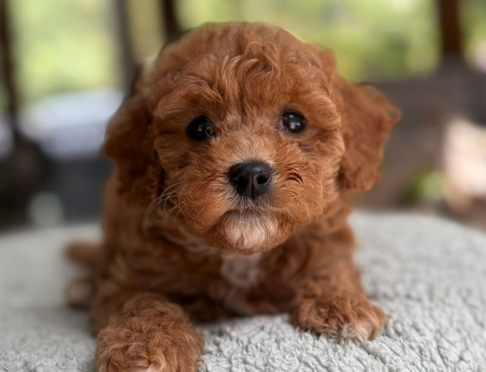 What Is a Cavapoo Mixed With? A Complete Breed Guide