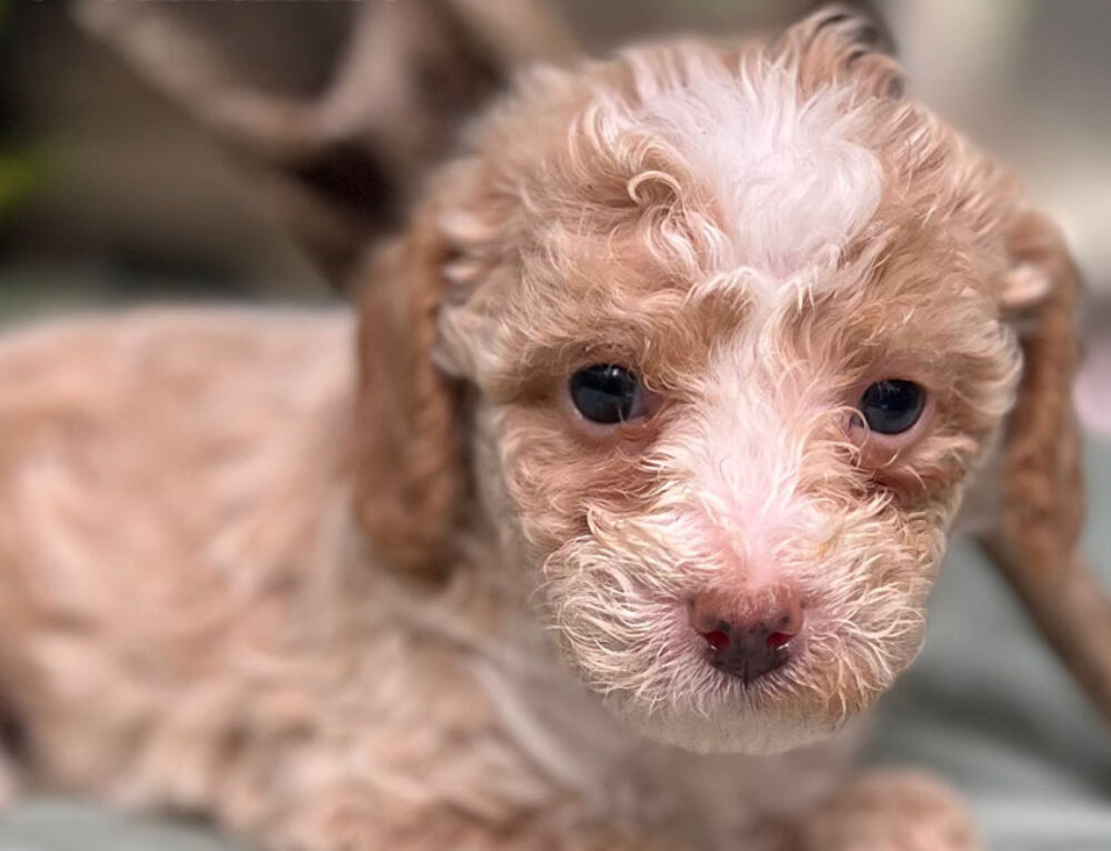 What Is a Cavapoo Mixed With? A Complete Breed Guide