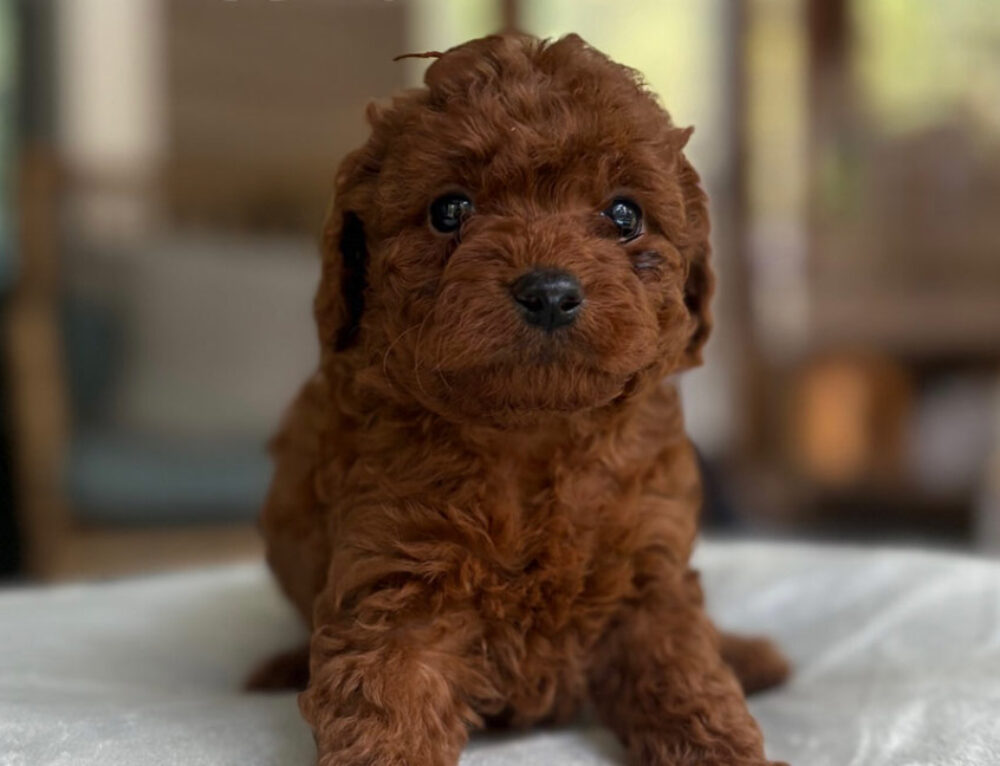 What Is a Cavapoo Mixed With? A Complete Breed Guide